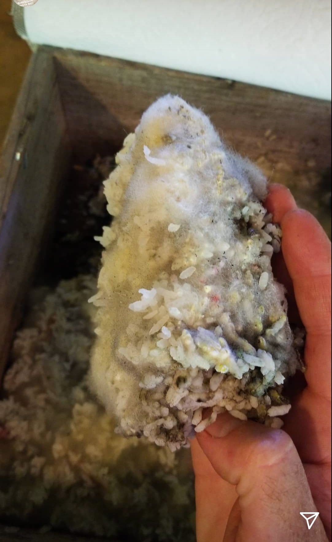 Indigenous Microorganisms – Die erste deutschsprachige Webseite zum ...