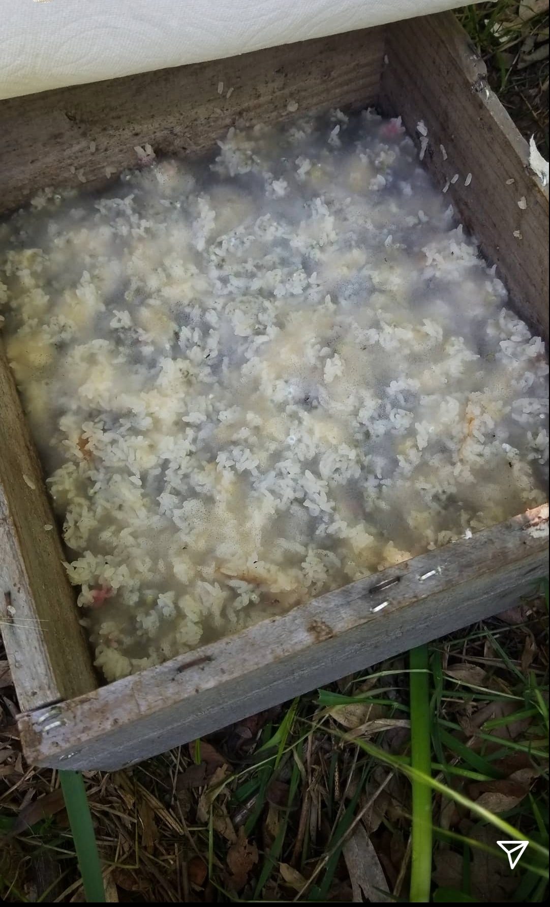 IMO selbst kultivieren – Die erste deutschsprachige Webseite zum Thema ...