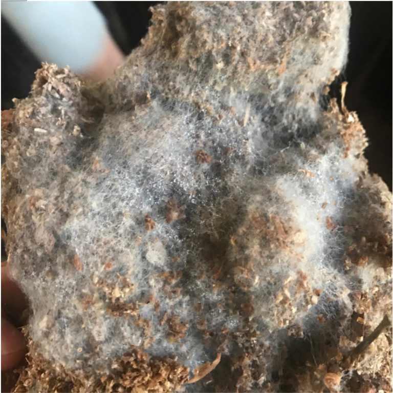 Indigenous Microorganisms – Die erste deutschsprachige Webseite zum ...